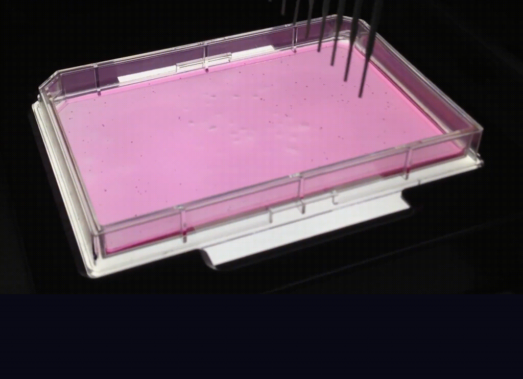 Mammalian clone screening - SciRobotics