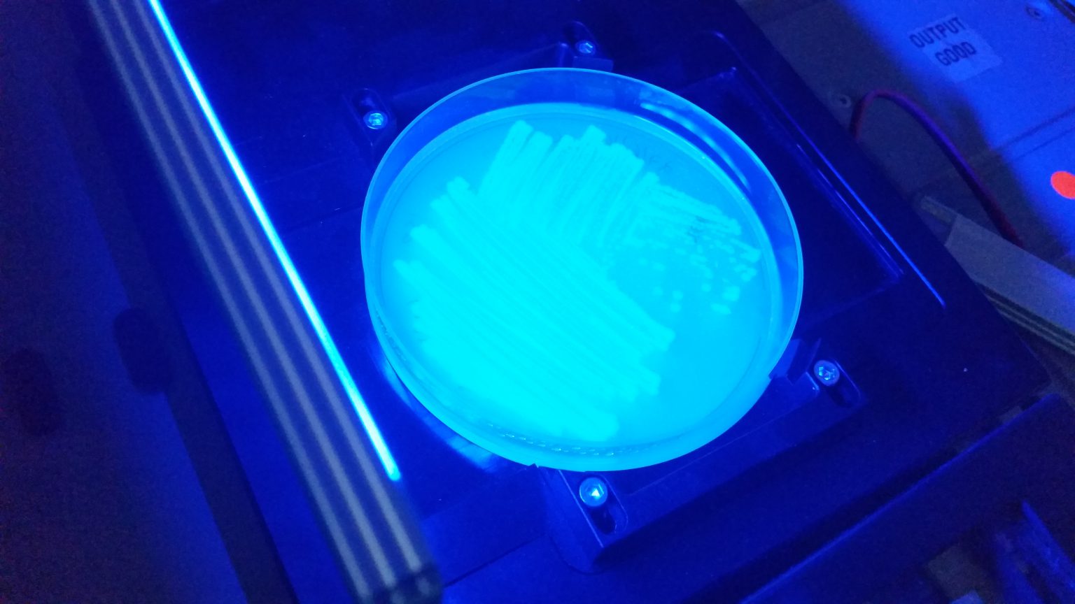 Colony Picker Pickolo - SciRobotics