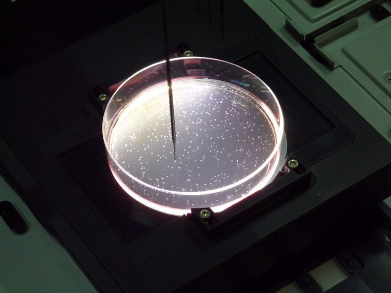 Mammalian clone screening - SciRobotics